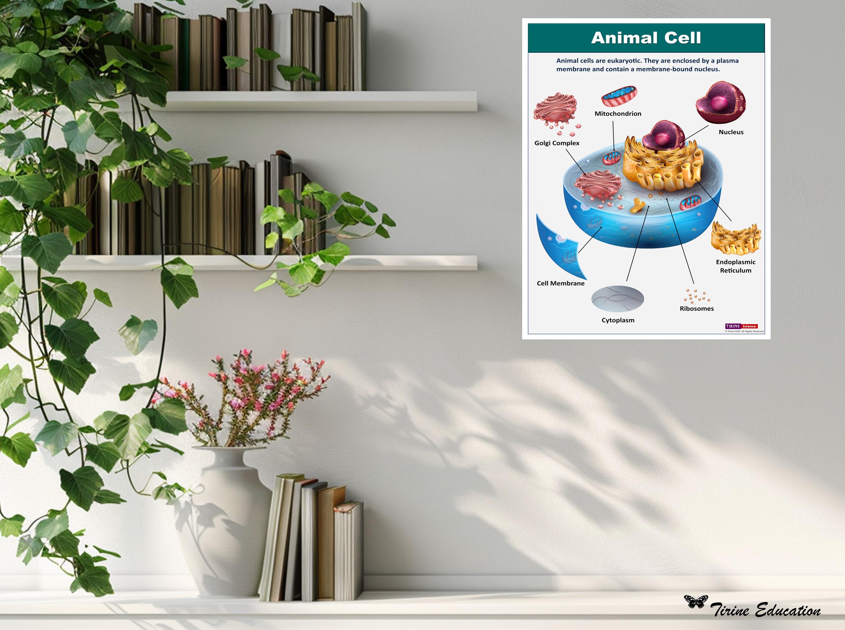 Animal Cell Classroom Poster – Simple Science Classroom Decor for Kids ...