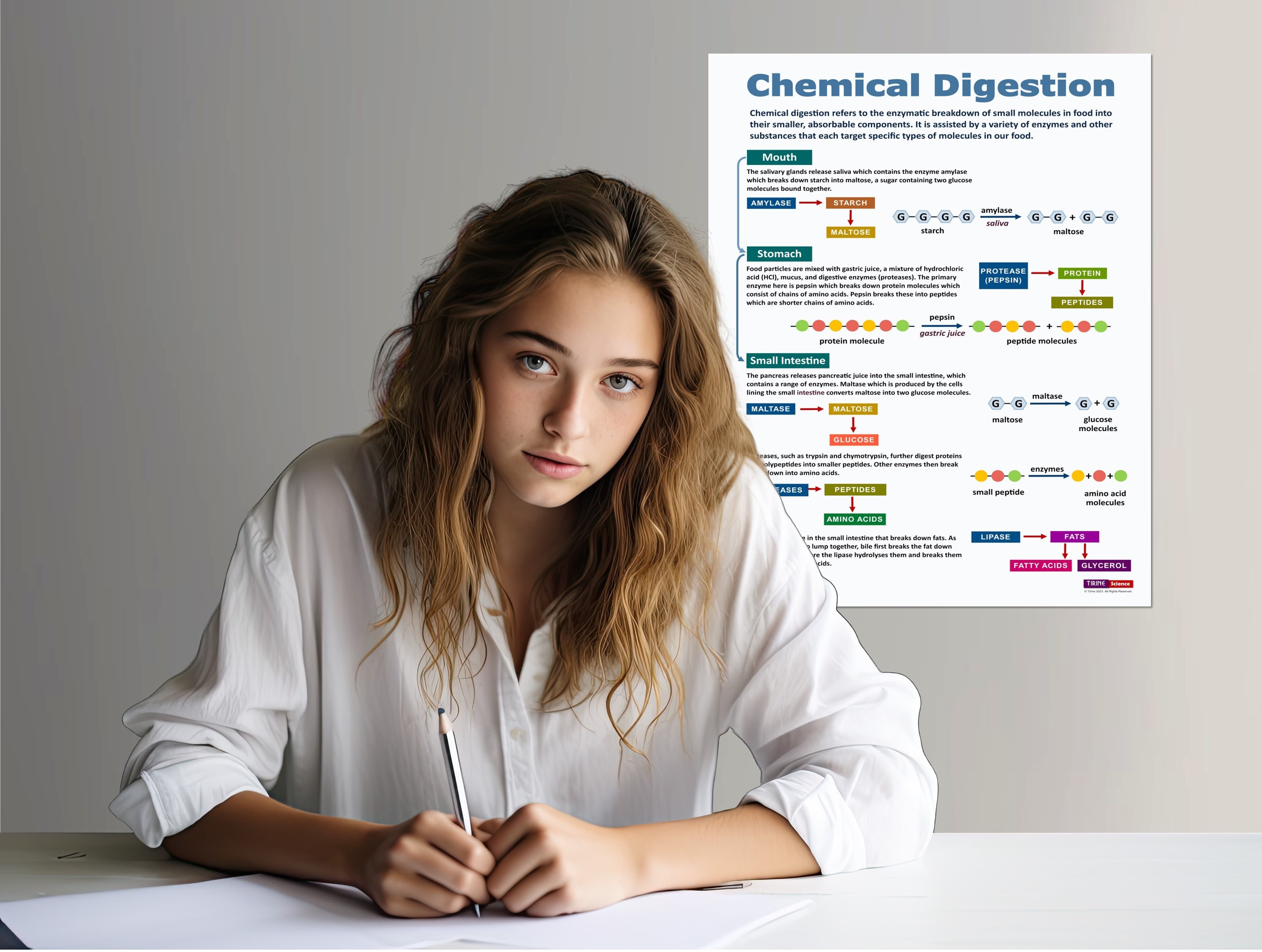 Human Biology Science Poster, Chemical Digestion, Human Digestive ...