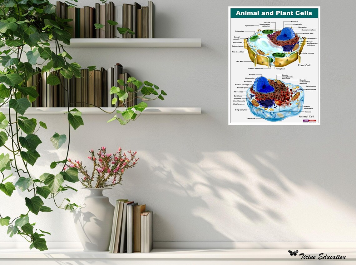 Animal and Plant Cells Classroom Poster – Engaging Science Classroom ...