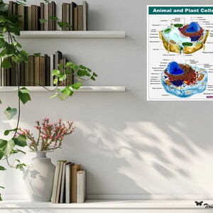 Animal and Plant Cells Classroom Poster – Engaging Science Classroom ...