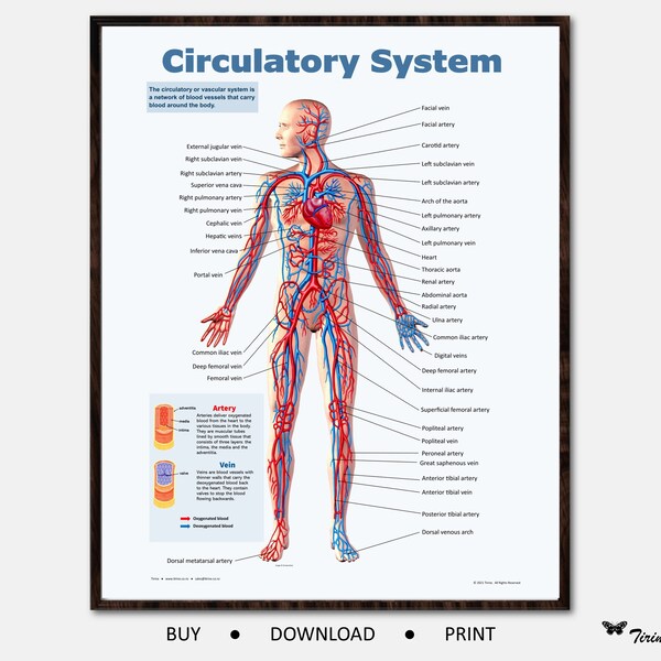 Circulatory System Poster - Etsy