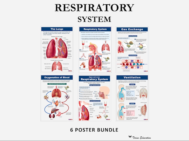 Respiratory System Posters: Printable Human Anatomy Resource for Middle ...