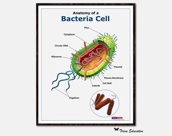 Cell Posters for Science Classroom Art, PDF and PNG Printable or ...