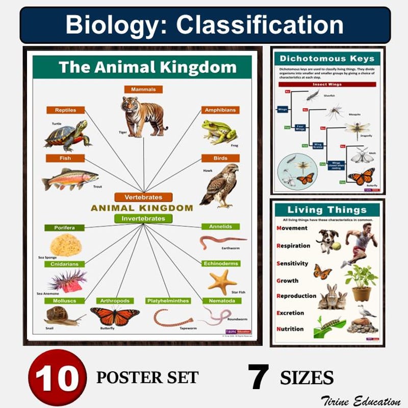 Classification Chart - Etsy