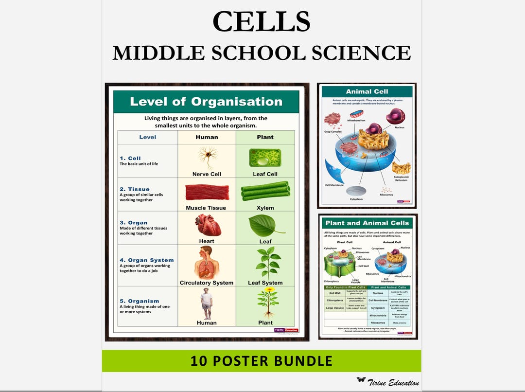 Cell Biology Posters: Middle School Science Classroom Decor (digital ...