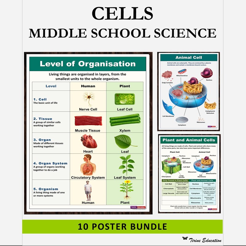 Biology Poster - Etsy