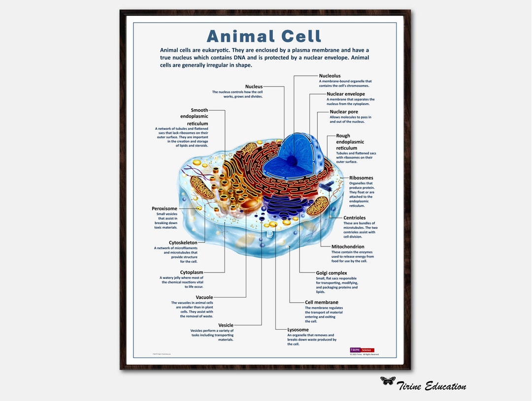 Animal Cell Poster Cell Biology Poster High School Science - Etsy