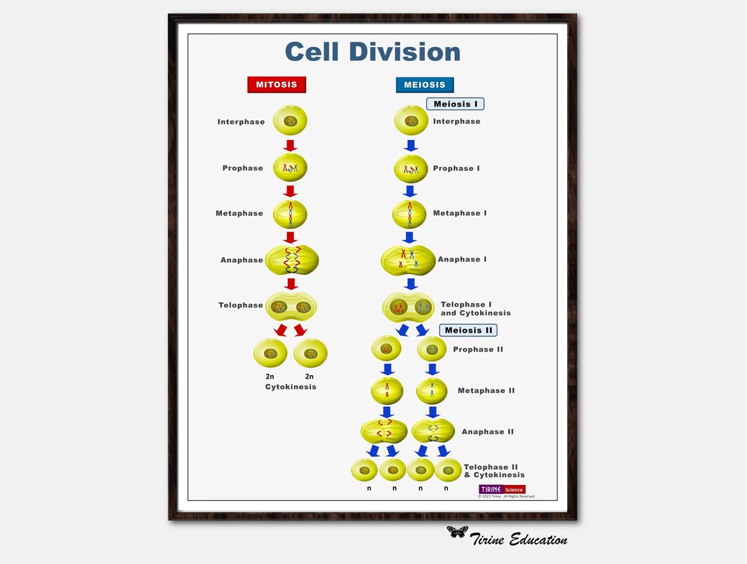 Cell Division Poster, Meiosis, Mitotis, Biology Poster, High School ...