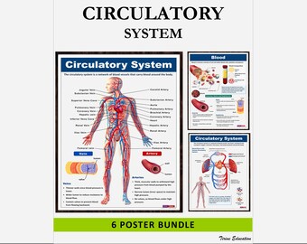 Psychology Gifts GCSE Science Heart & Circulatory System Poster - 42 ...