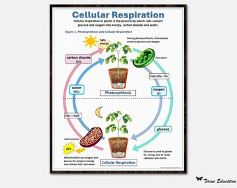 General Science Gallery Wall Classroom Decor High School - Etsy
