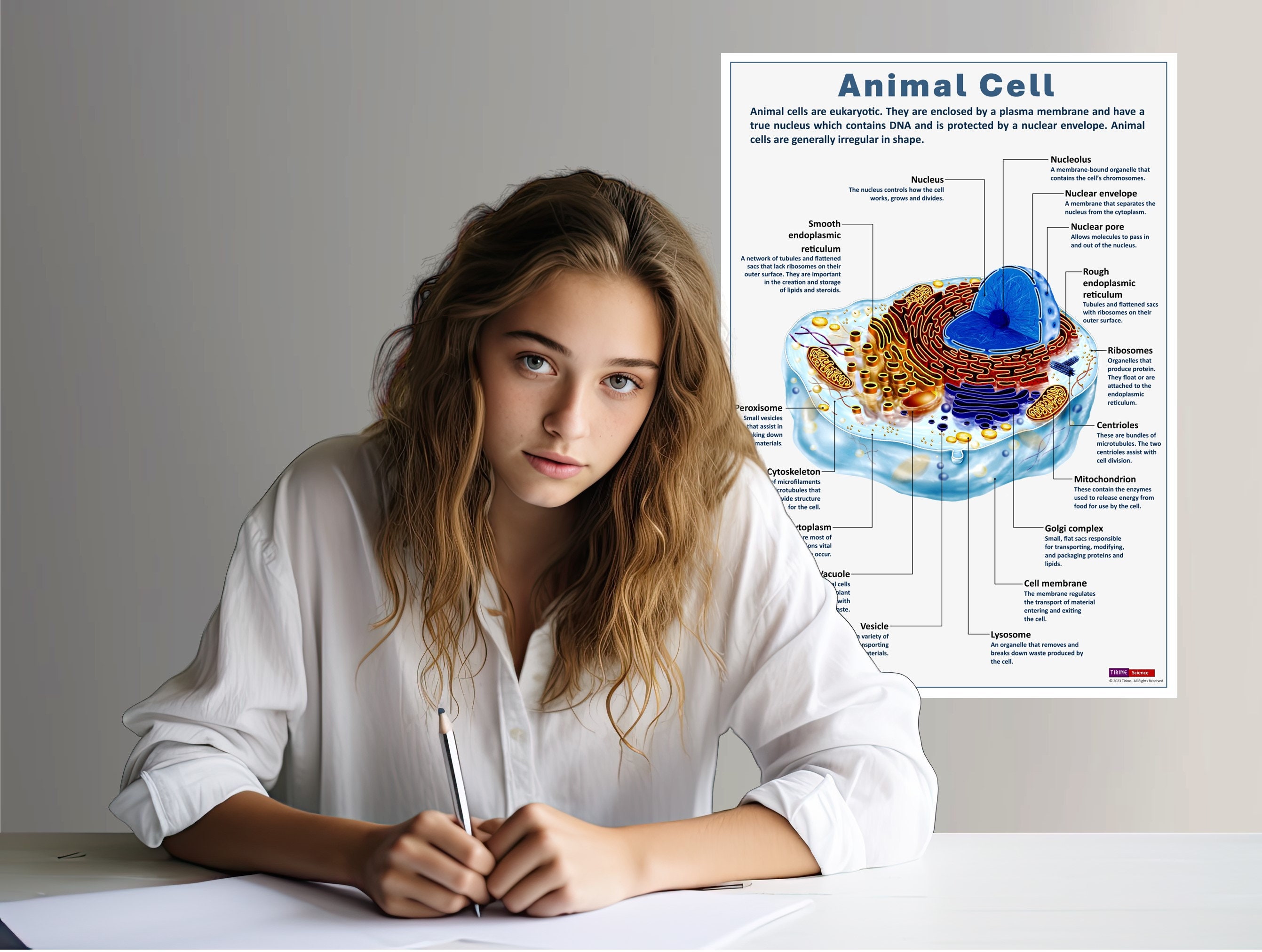 Animal Cell Poster Cell Biology Poster High School Science - Etsy