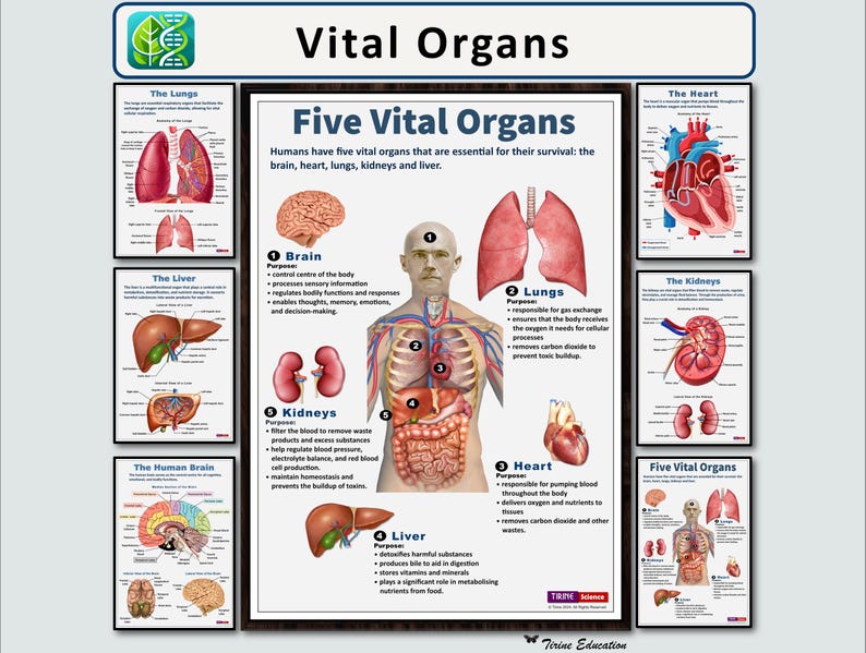 Vital Organs, Human Anatomy Poster, Biology Poster, 6 Posters, 7 Sizes ...