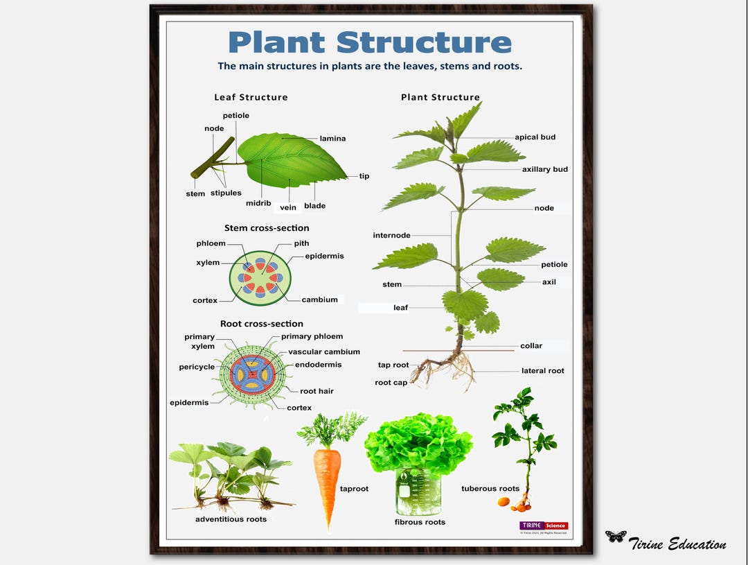 Plant Structure Poster, Science Biology, Middle School, High School ...