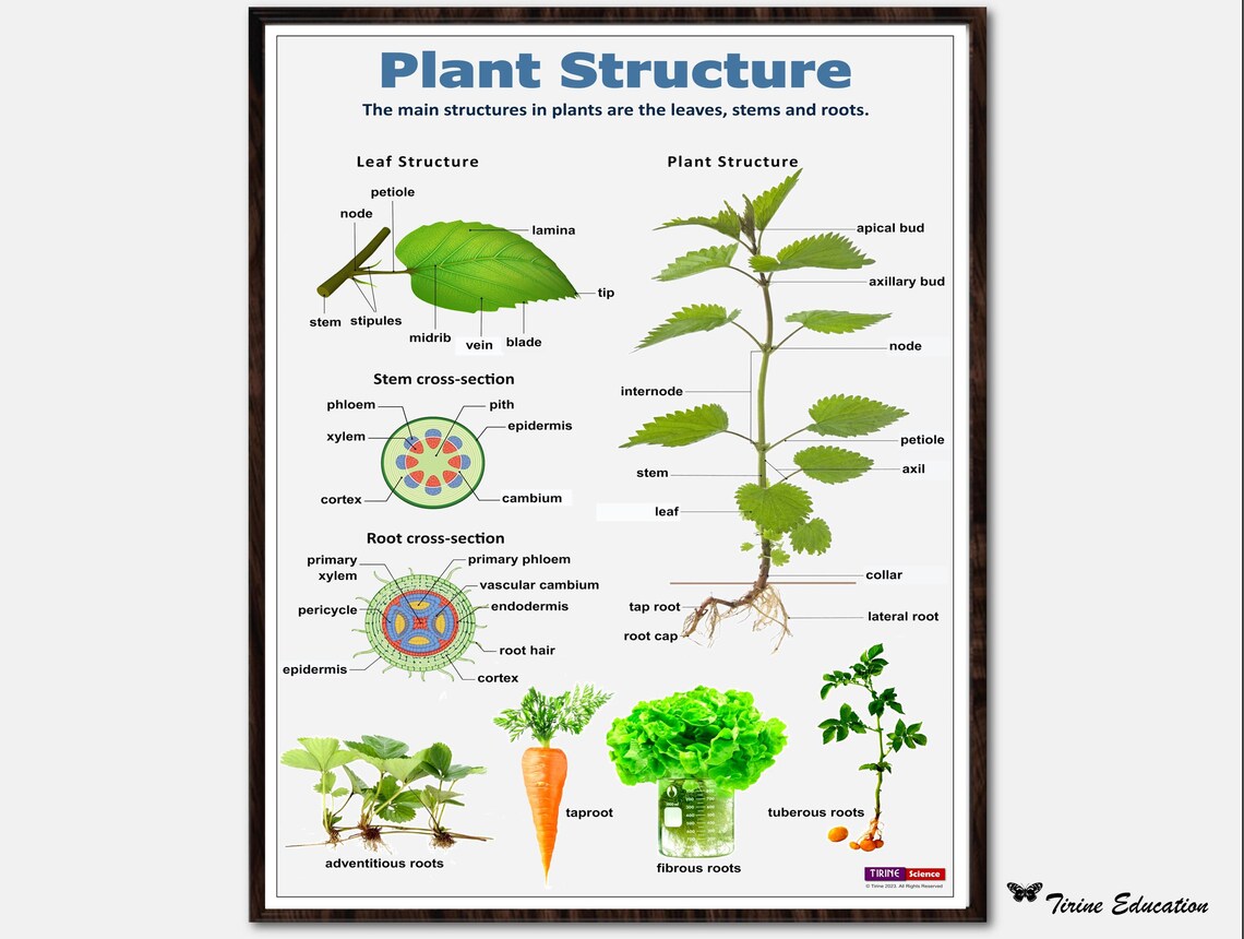 Plant Structure Poster, Science Biology, Middle School, High School ...