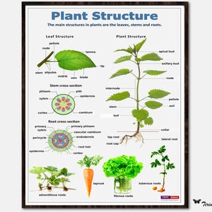 Plant Structure Poster, Science Biology, Middle School, High School ...