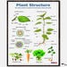 Plant Structure Poster, Science Biology, Middle School, High School ...