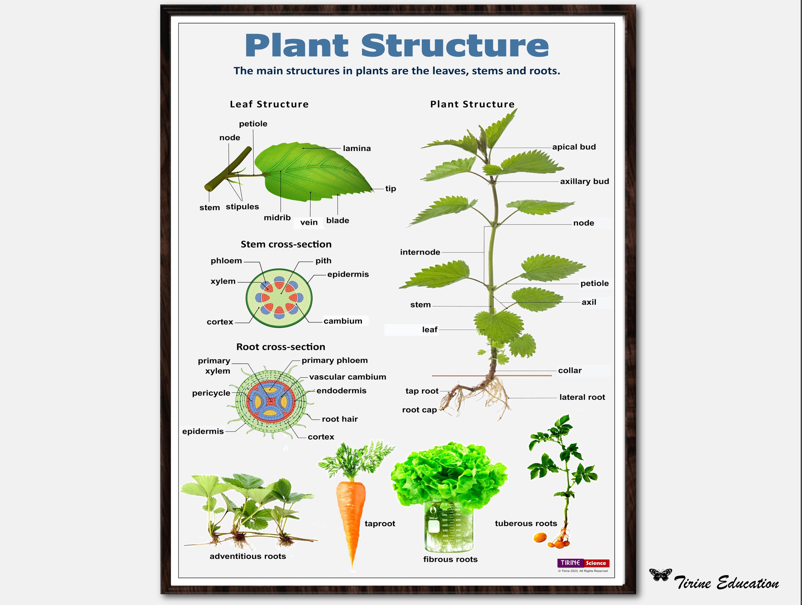 Plant Structure Poster, Science Biology, Middle School, High School ...