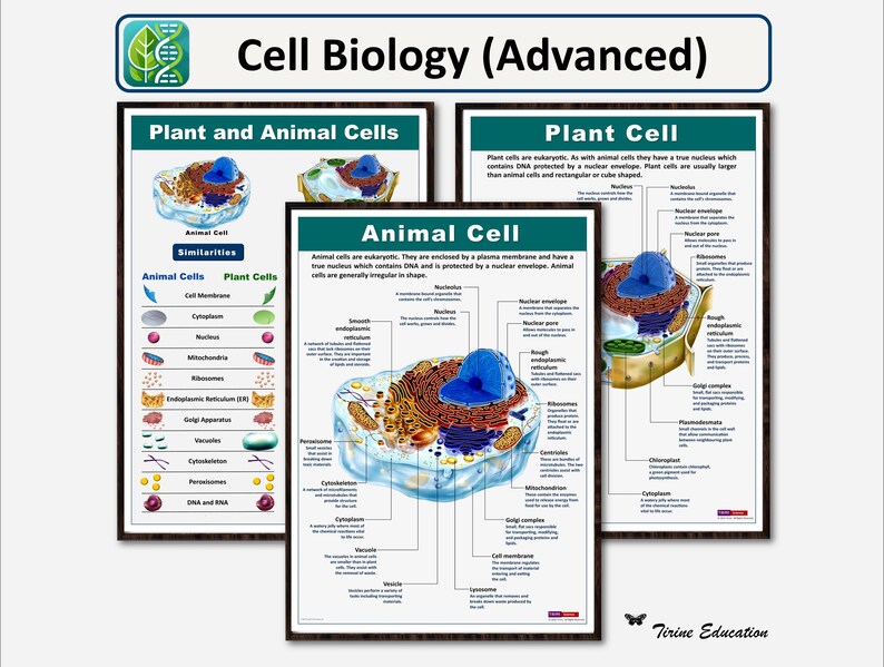 Biology Posters, Science Posters, Printable, Digital, Cell Biology ...