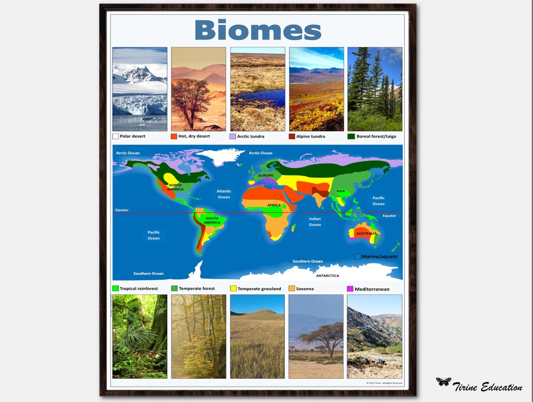 Biomes, Environmental Science, Biology, Geography, Educational Poster ...
