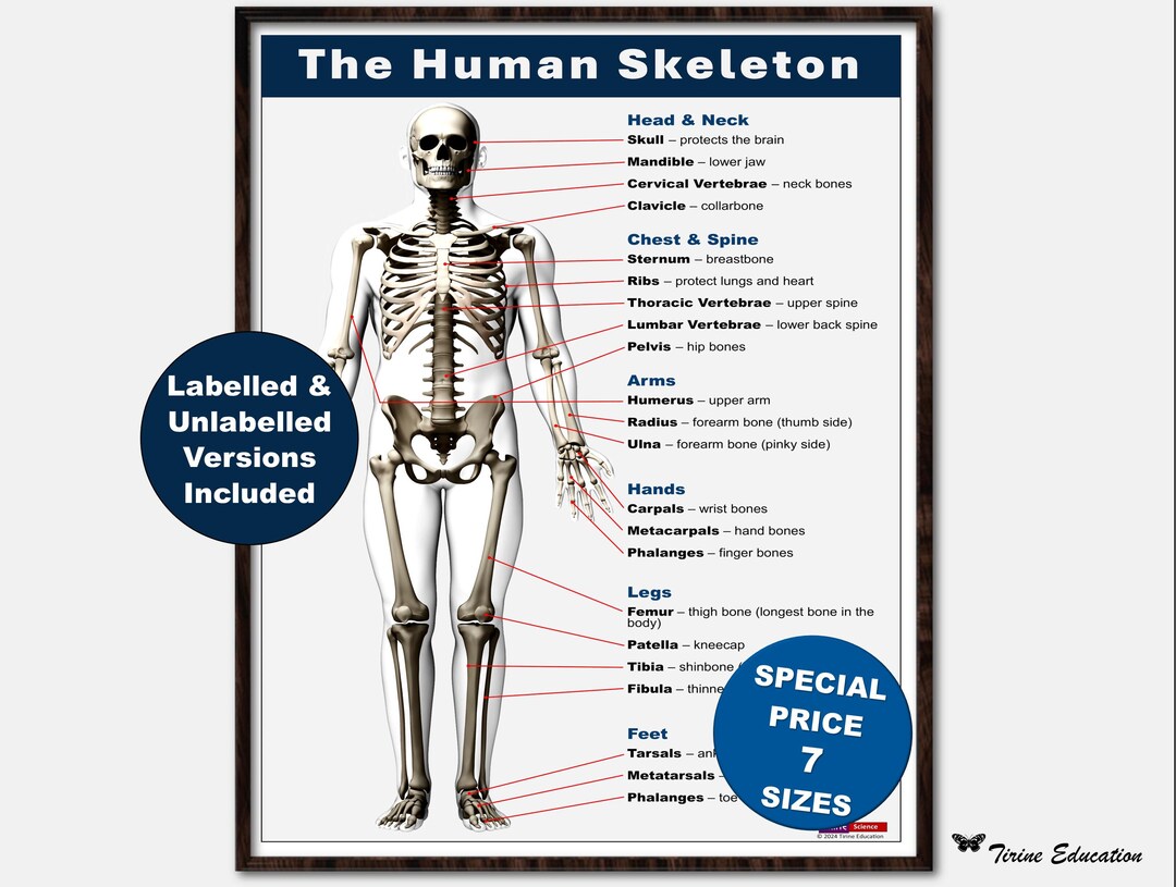 Human Skeleton Posters, Biology Poster, Labelled and Unlabelled, Middle ...