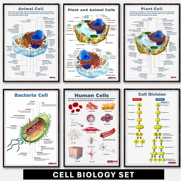 Biology Poster - Etsy