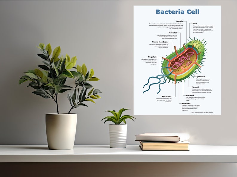 Bacteria Cell Poster, Educational Poster, Science Biology Classroom ...