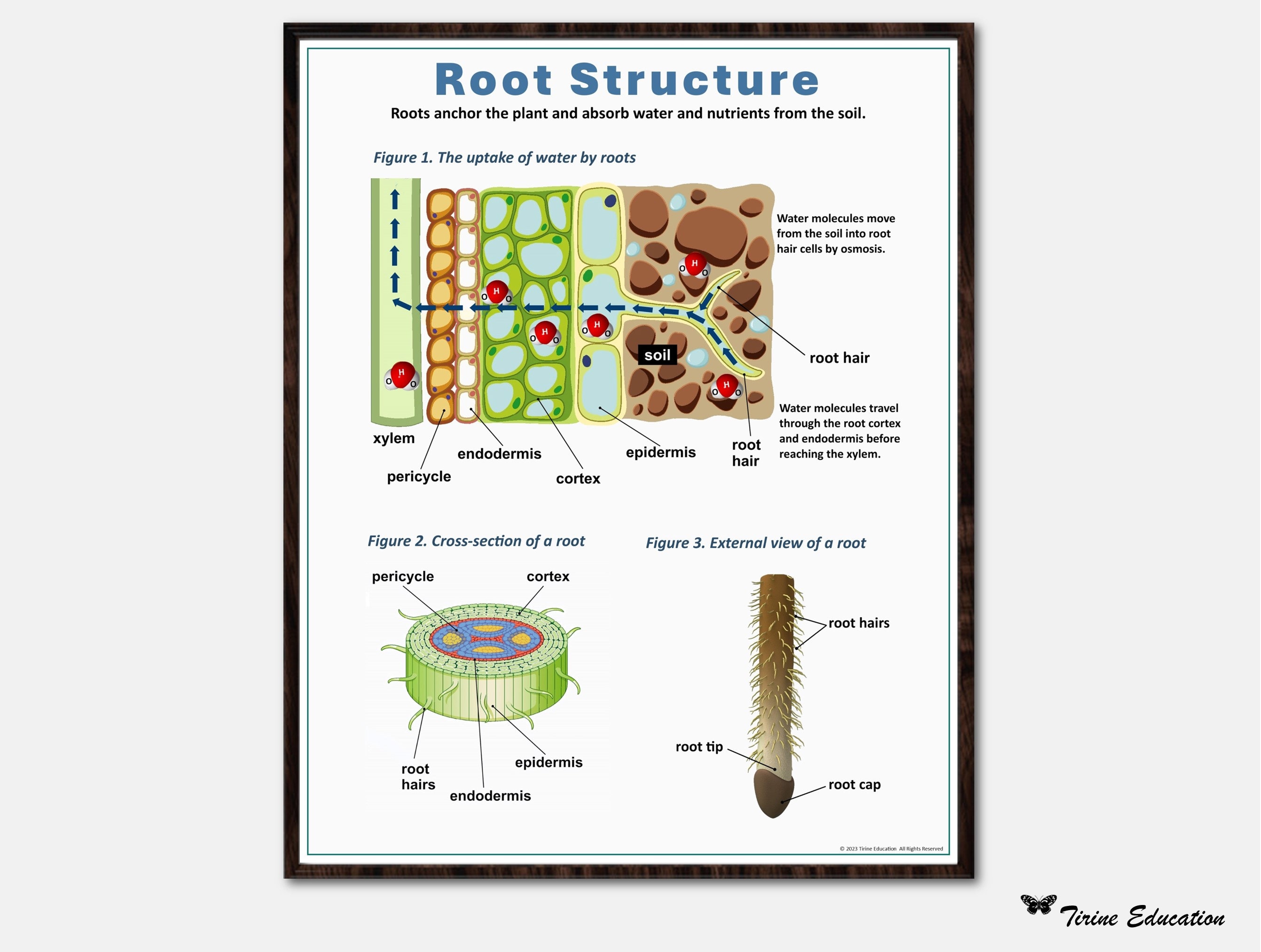 Plants Science Biology 7-poster Set, High School Science, Biology ...