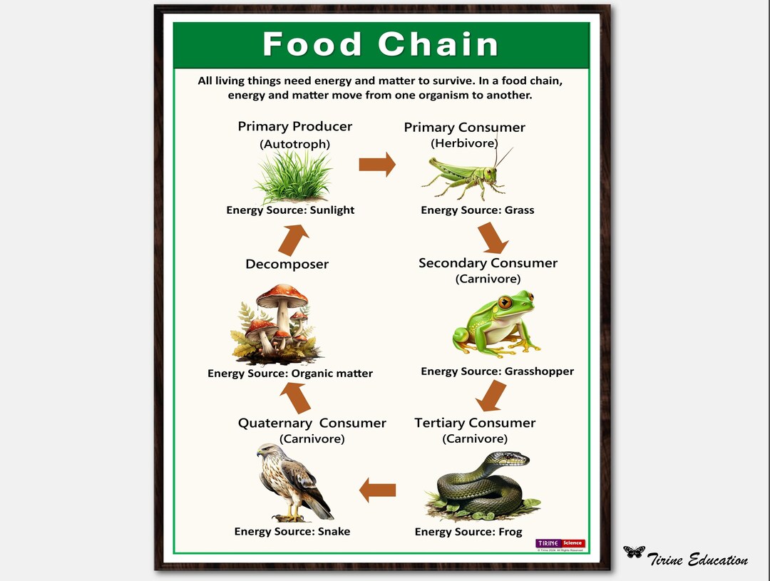 Food Chain, Ecosystems, Poster, Middle School, Grades 6-8, Biology ...