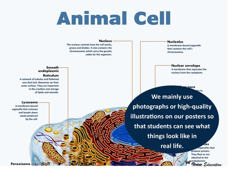 Animal Cell Poster Educational Science Poster Biology - Etsy