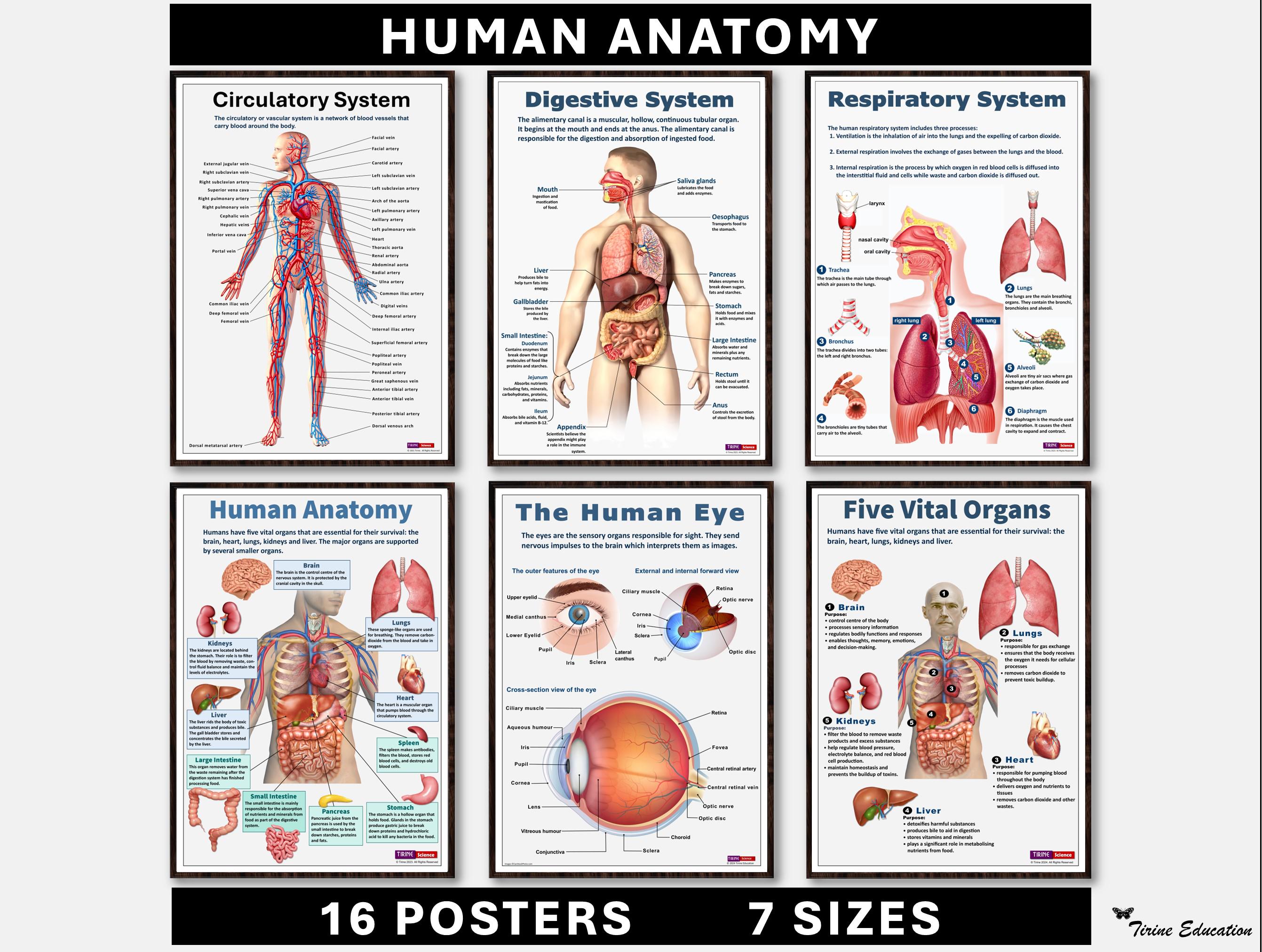 Human Anatomy 15 Poster Set, Human Biology, Human Anatomy, Science Posters. High School Science ...
