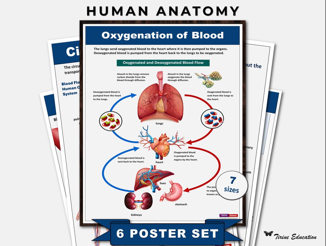Circulation, Blood and Breathing Poster Set – 6 Printable Biology ...