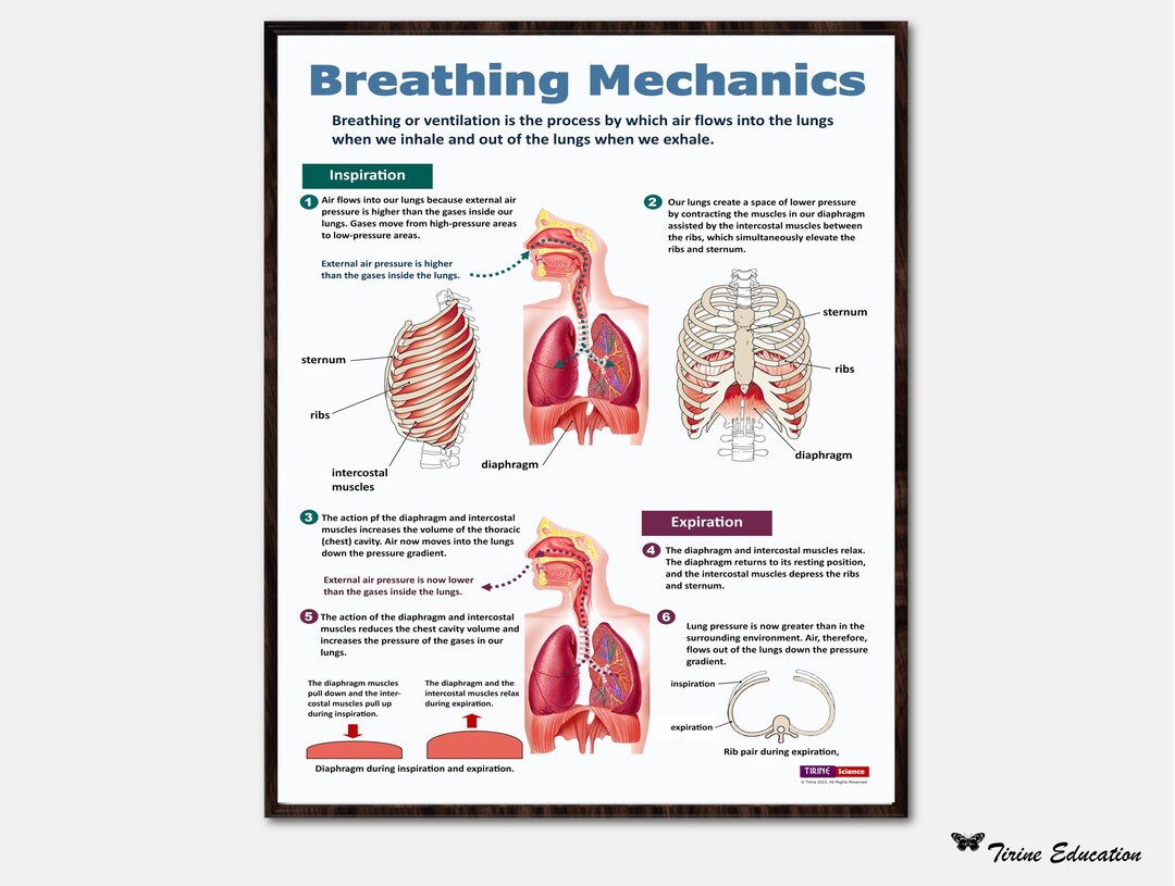 Breathing Mechanics Poster, Human Biology Science Poster, Respiratory ...