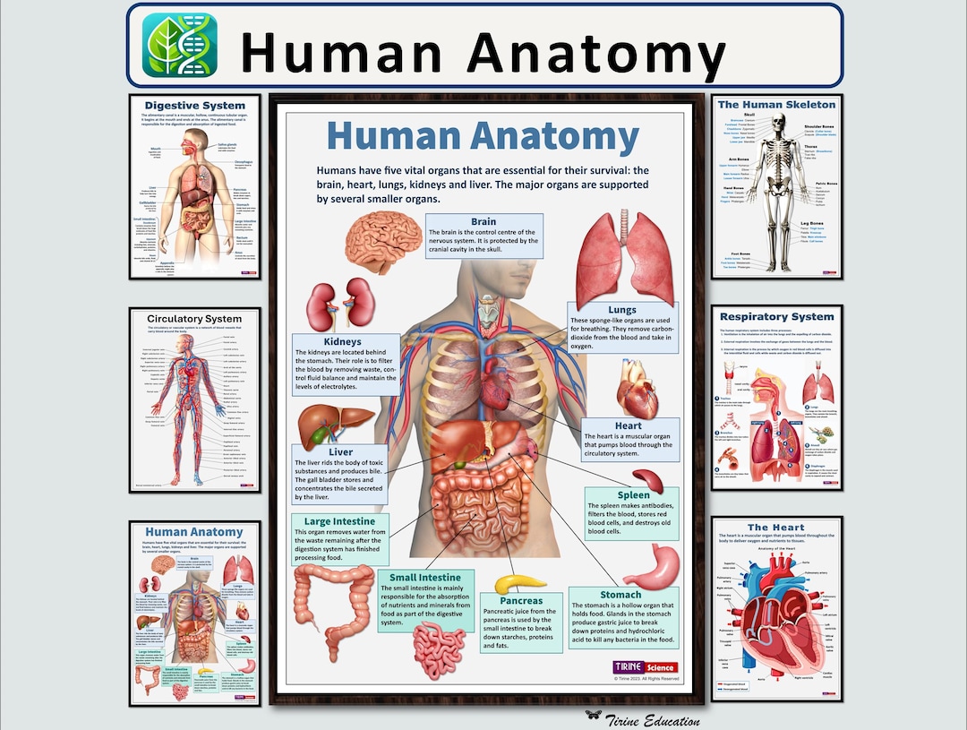 Human Anatomy 16 Poster, Save 50%, Human Biology, Human Anatomy ...