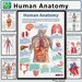 Biology Poster, Human Anatomy, Printable, Digital, Gas Exchange in ...