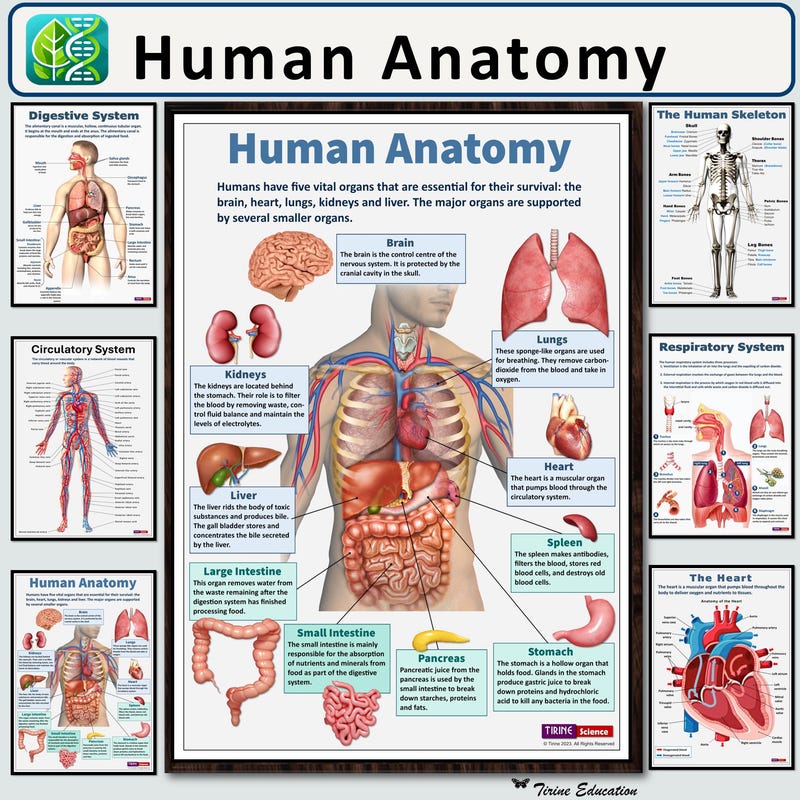 Human Anatomy Printable - Etsy