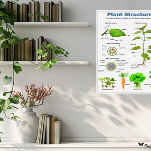 Plant Structure Poster, Science Biology, Middle School, High School ...