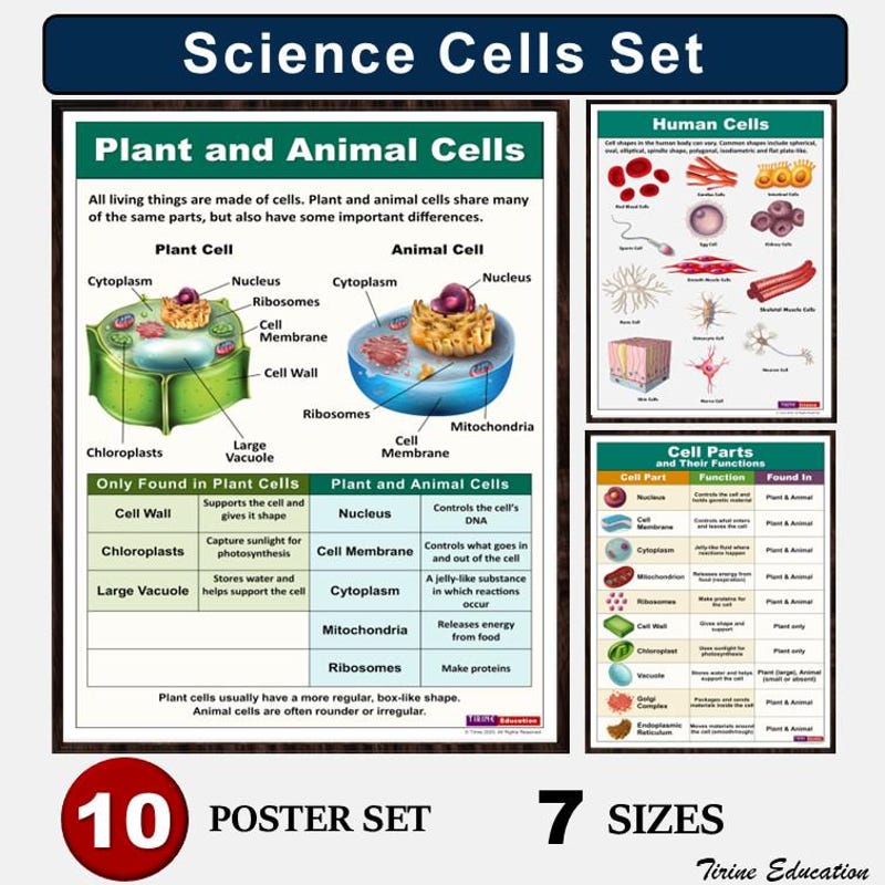 Biology Poster - Etsy