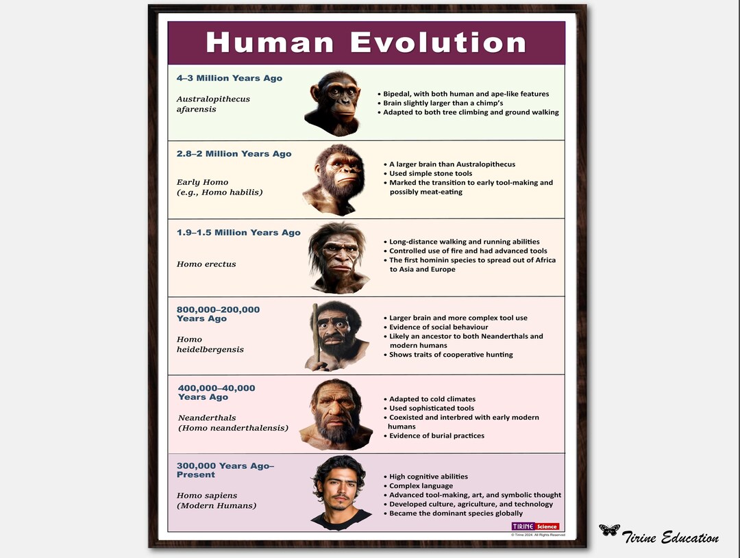 Human Evolution, Poster, Evolution Theory, Biology, Science Poster, Teaching Resource, Middle ...