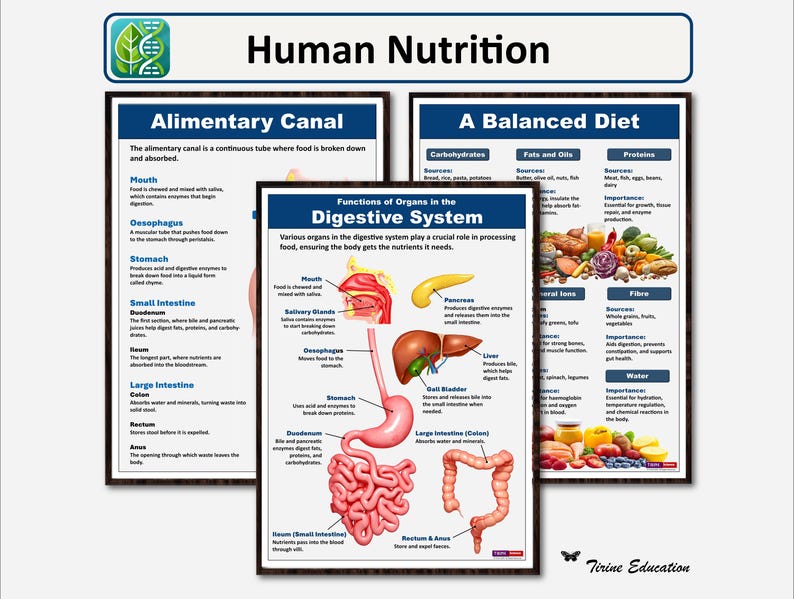 Biology Poster, Human Anatomy, Printable, Digital, Digestive System ...