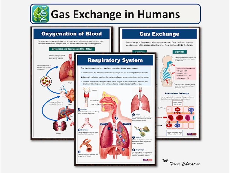 Biology Poster, Human Anatomy, Printable, Digital, Gas Exchange in ...