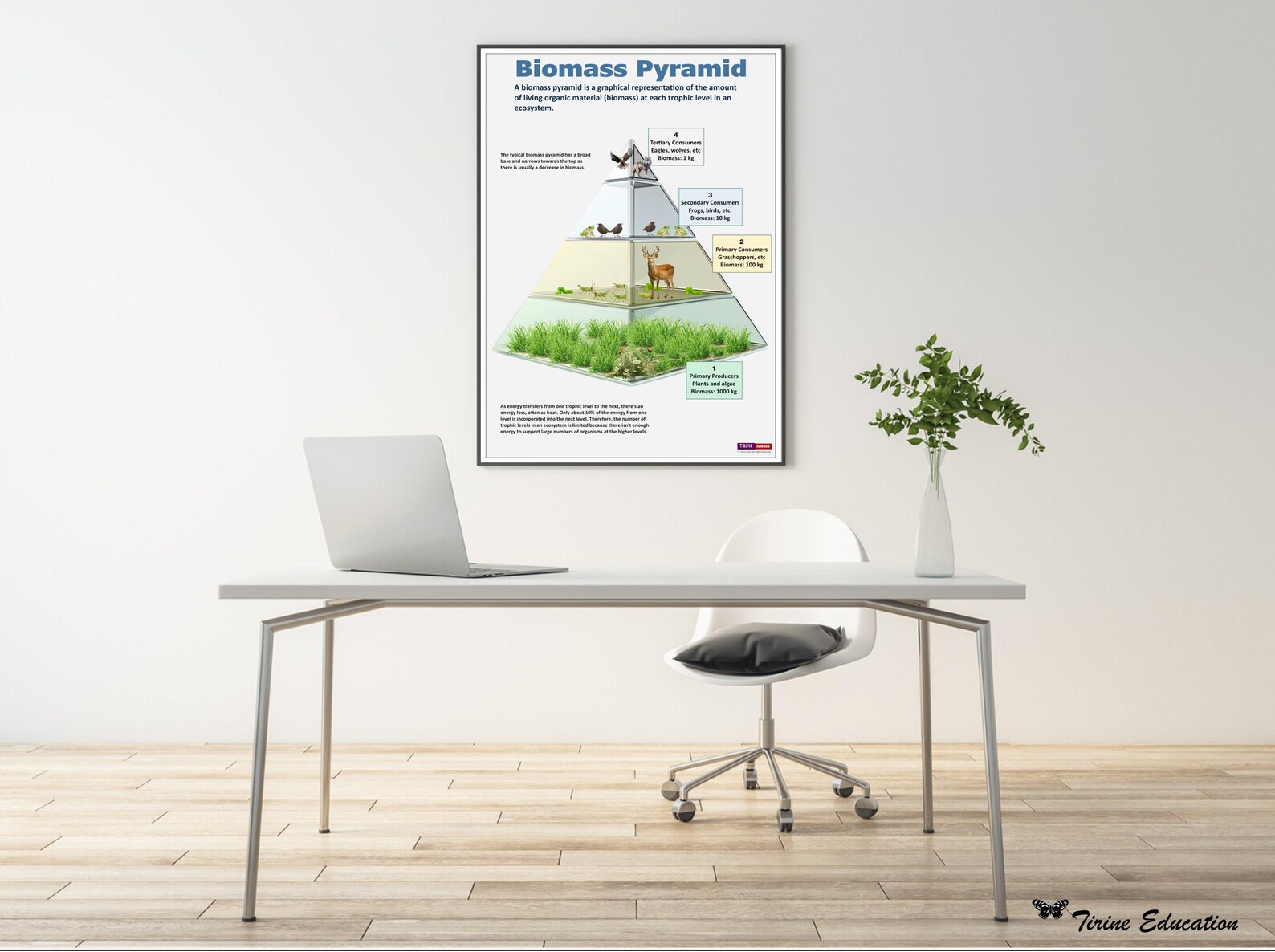 Biomass Pyramid Poster, Biology Poster, High School Science, Food Chain ...