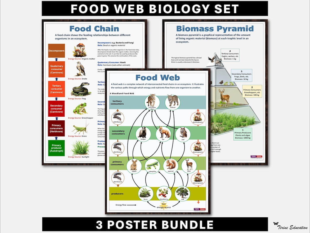 Food Web Poster Set, Biology Poster, High School Science, Food Chain ...