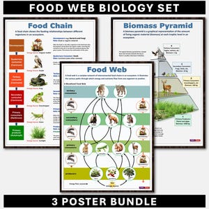 Food Web Poster Set, Biology Poster, High School Science, Food Chain ...