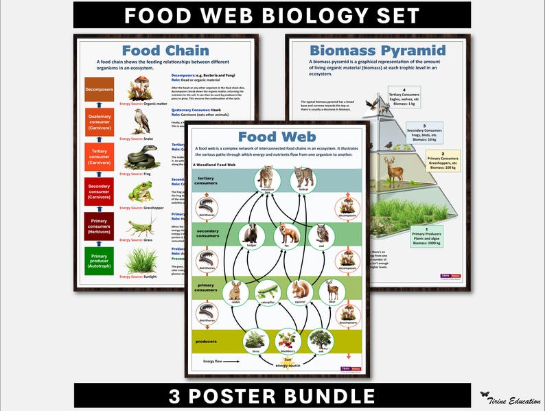 Food Web Poster Set, Biology Poster, High School Science, Food Chain ...