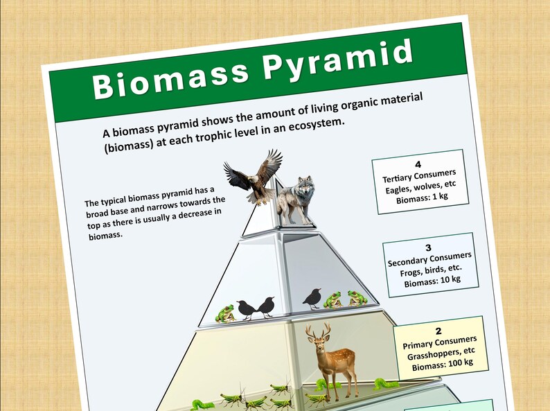 Biomass Pyramid Poster, Trophic Levels, Energy Transfer, Science ...