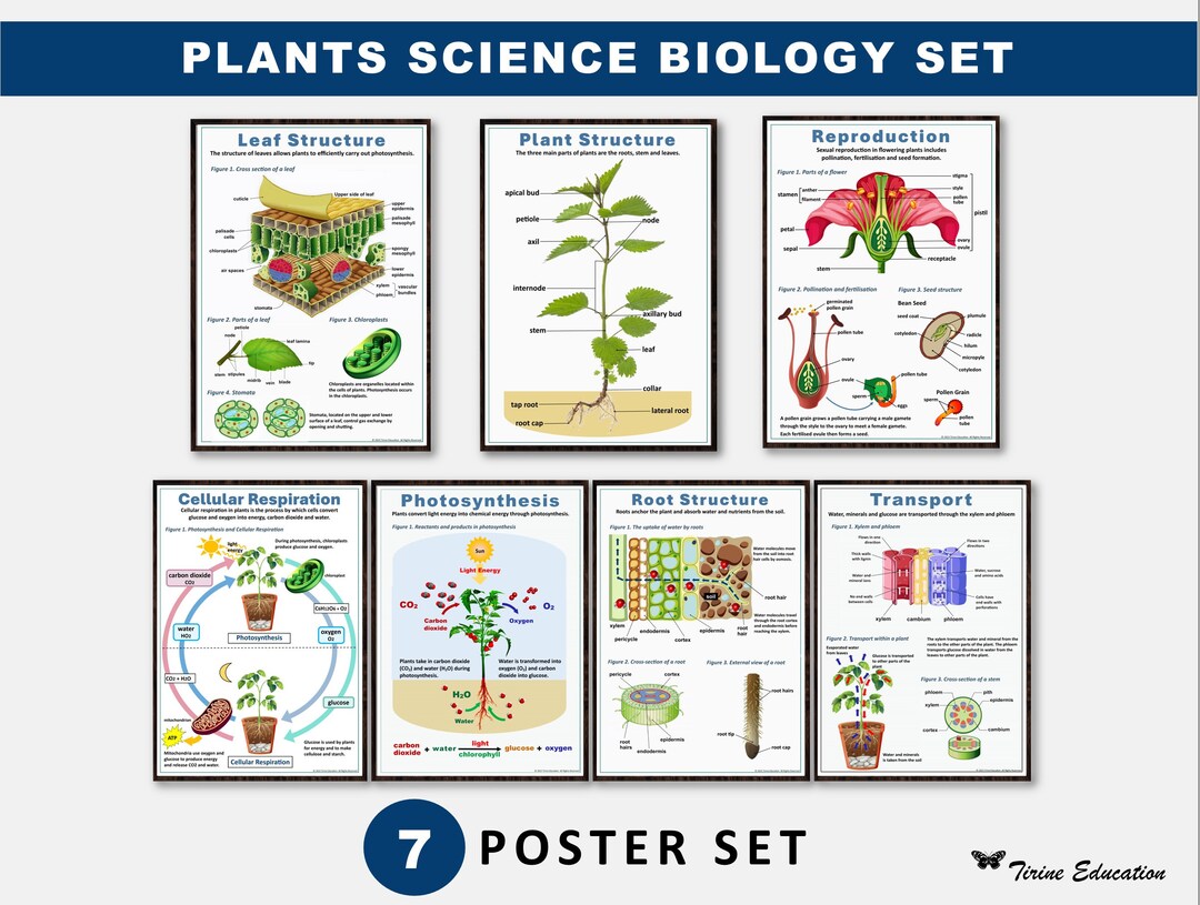 Plants Science Biology 7-poster Set, High School Science, Biology ...