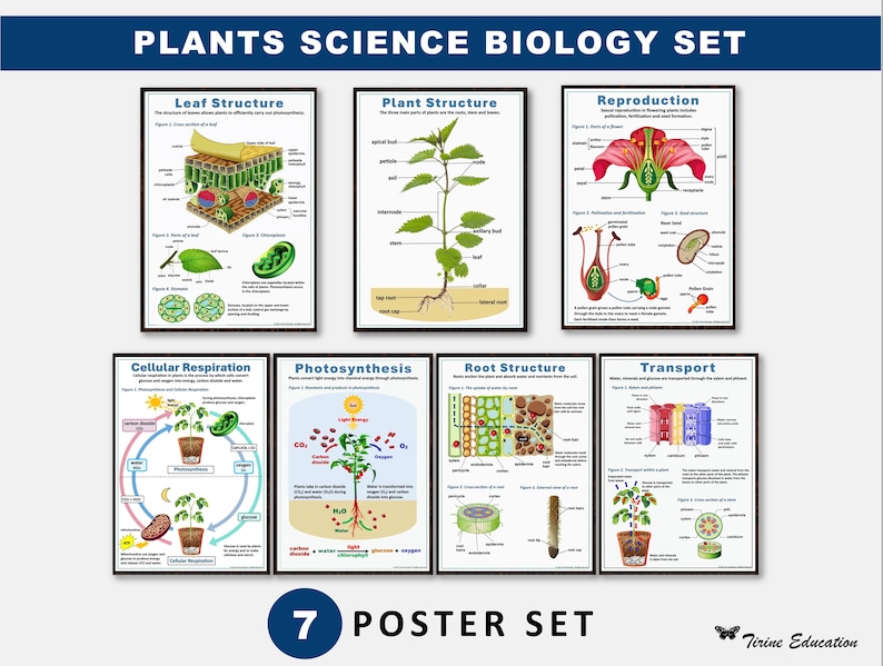 Plants Science Biology 7-poster Set, High School Science, Biology ...