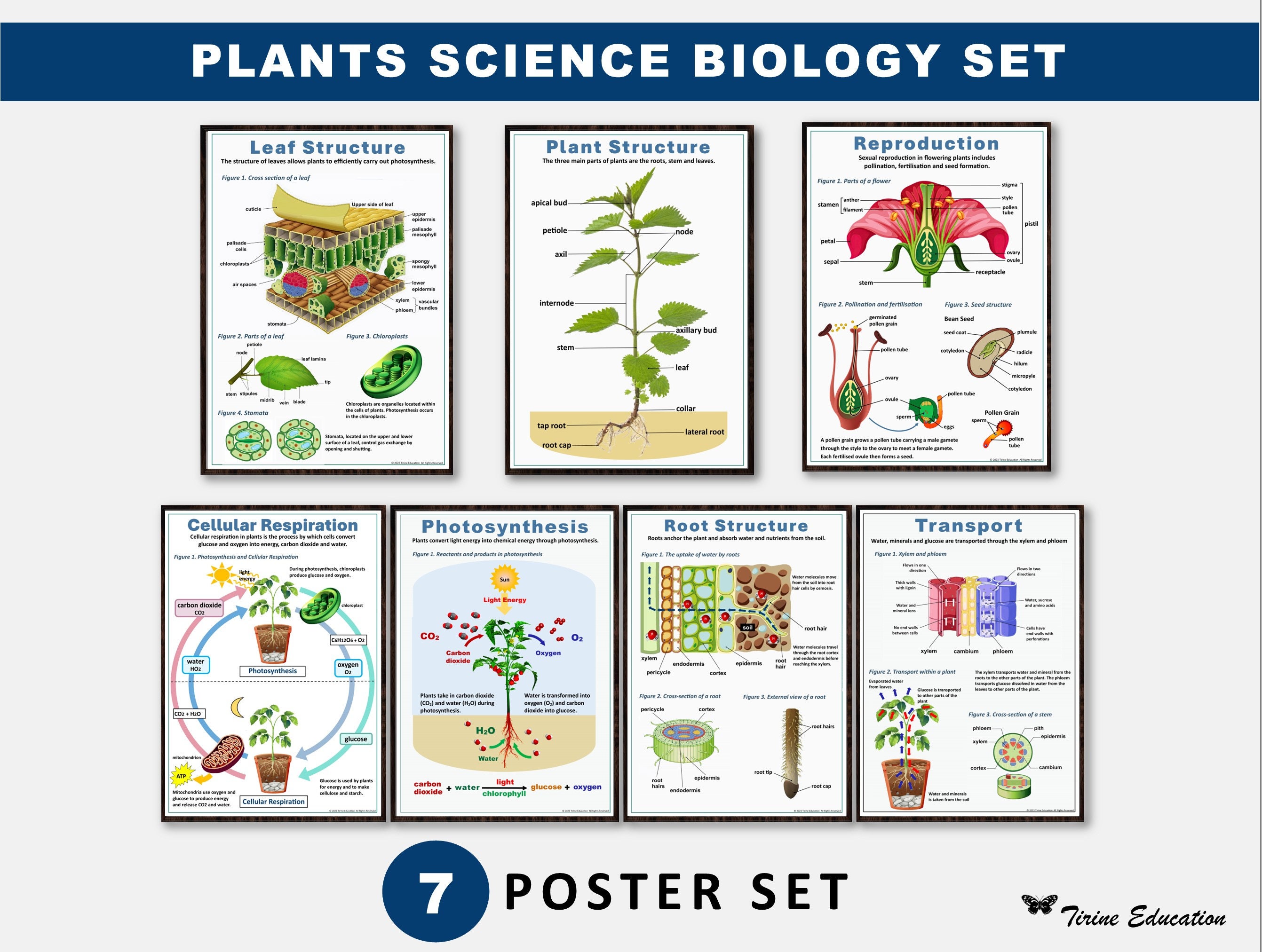 Plants Science Biology 7-poster Set, High School Science, Biology ...