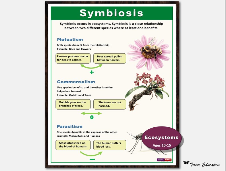 Symbiosis Classroom Poster – Science Biology Classroom Decor ...