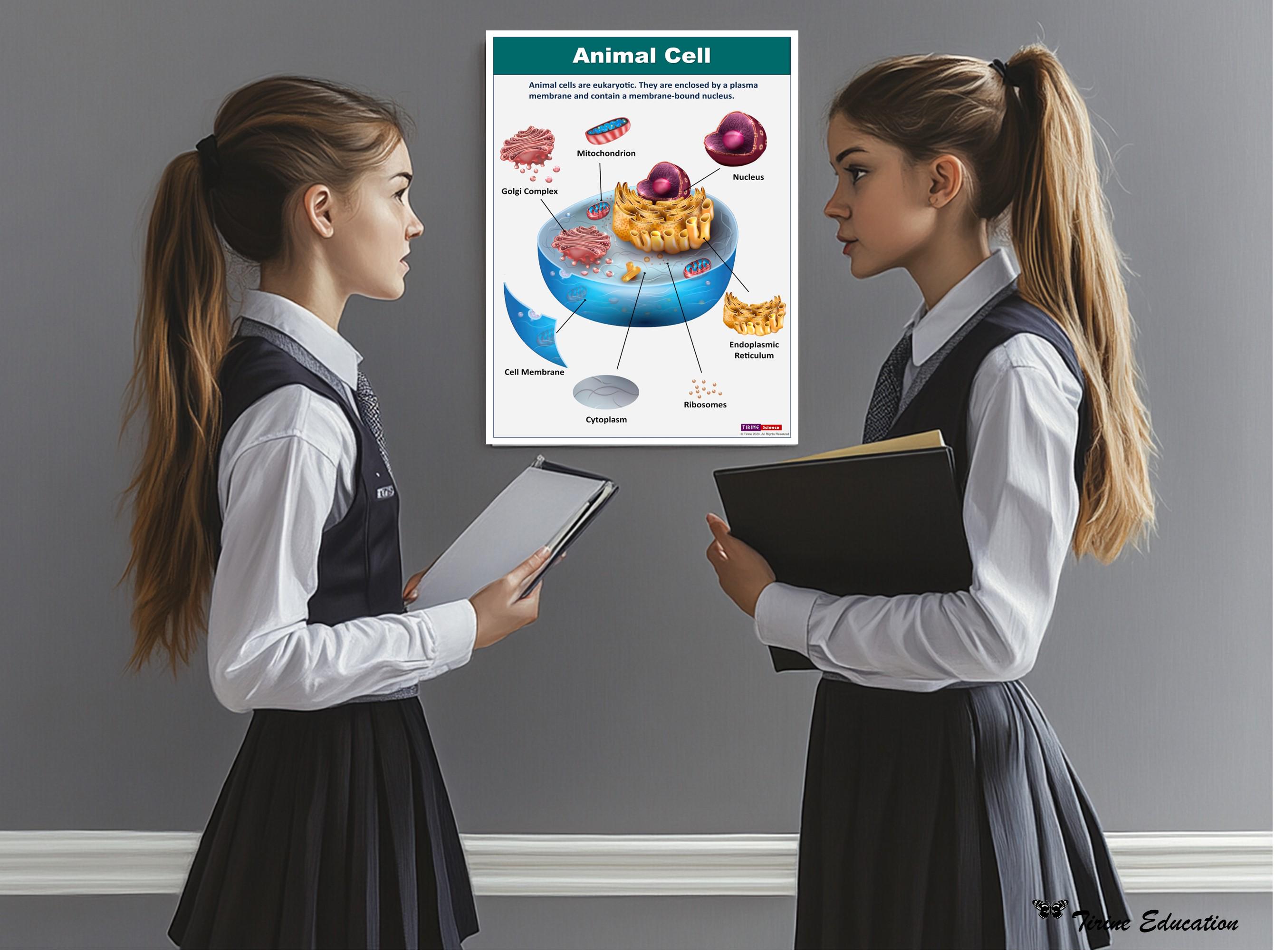 Animal Cell Classroom Poster – Simple Science Classroom Decor for Kids ...